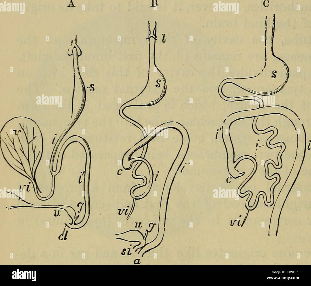 This 1892 handbook covers fundamental principles of physiology ...