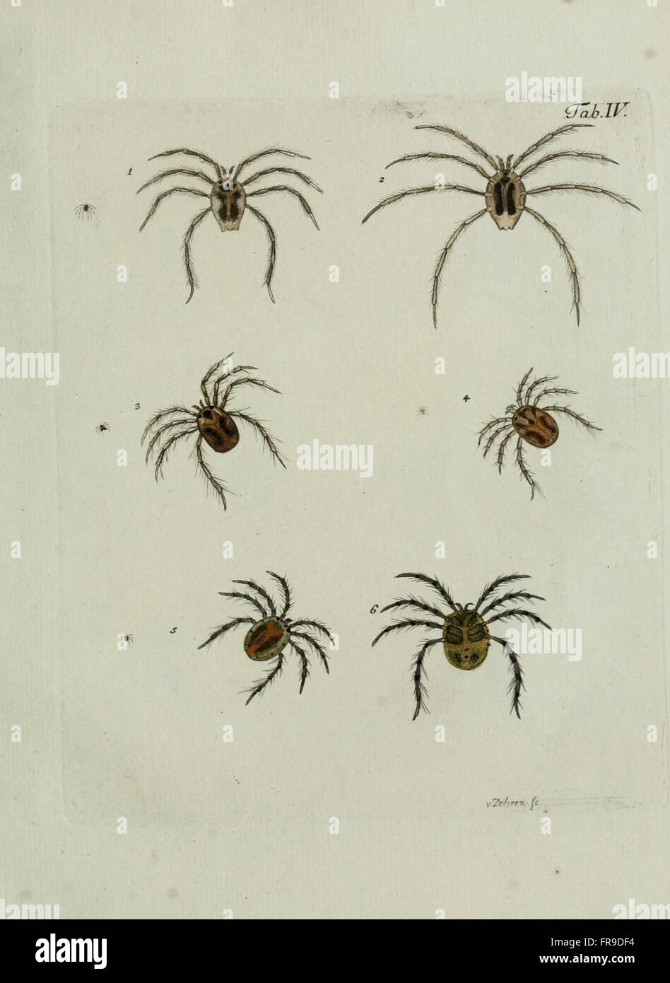 'Hydrachnae' (Tab. IV) focuses on the study of water mites ...