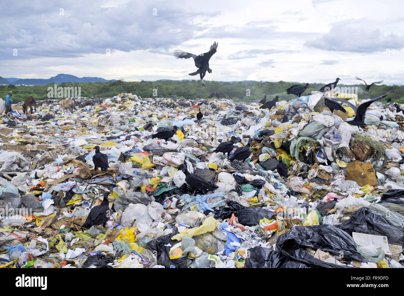 Vultures at the dump Stock Photo - Alamy