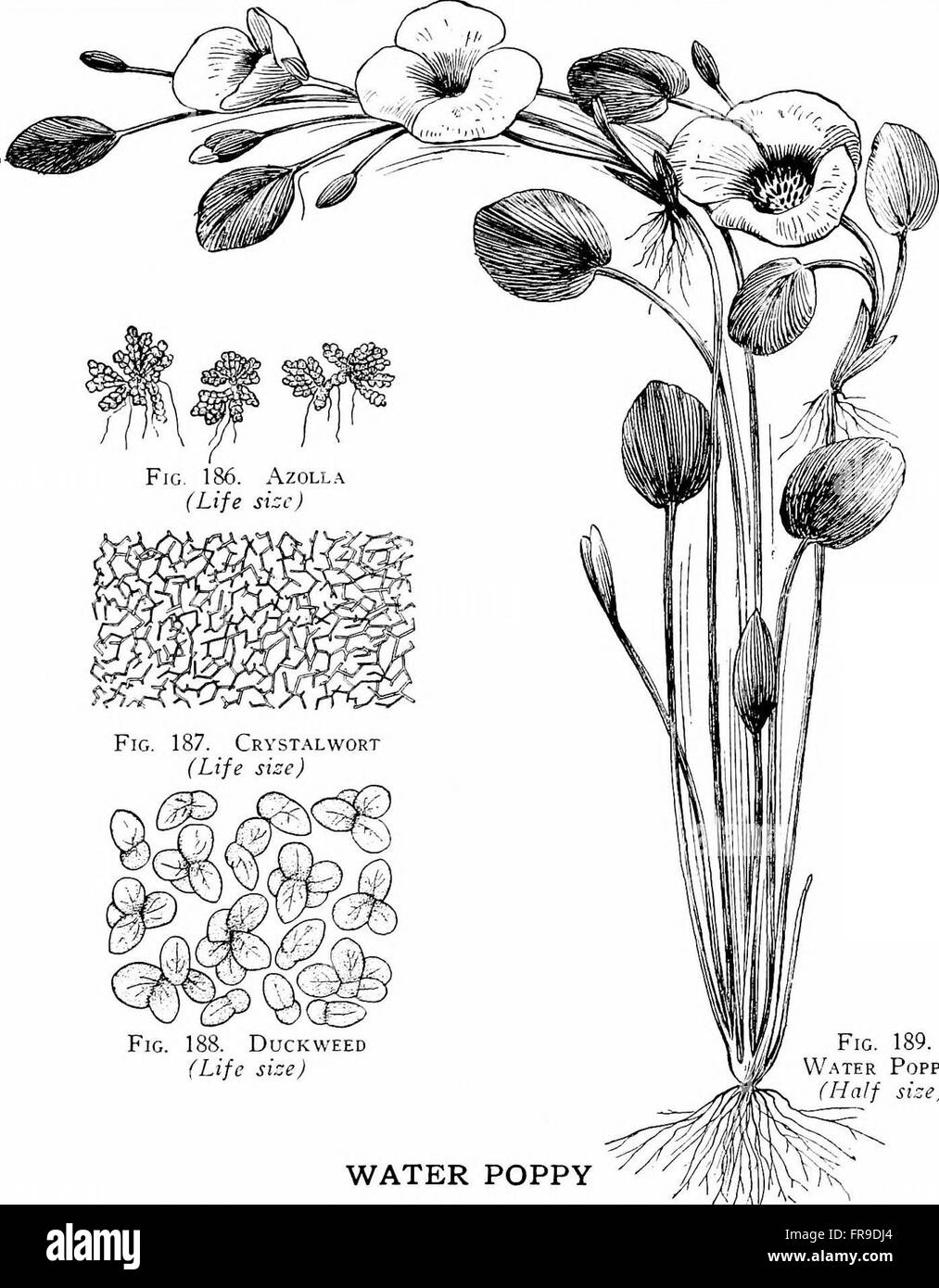 Goldfish varieties tropical aquarium Black and White Stock Photos & Images - Alamy