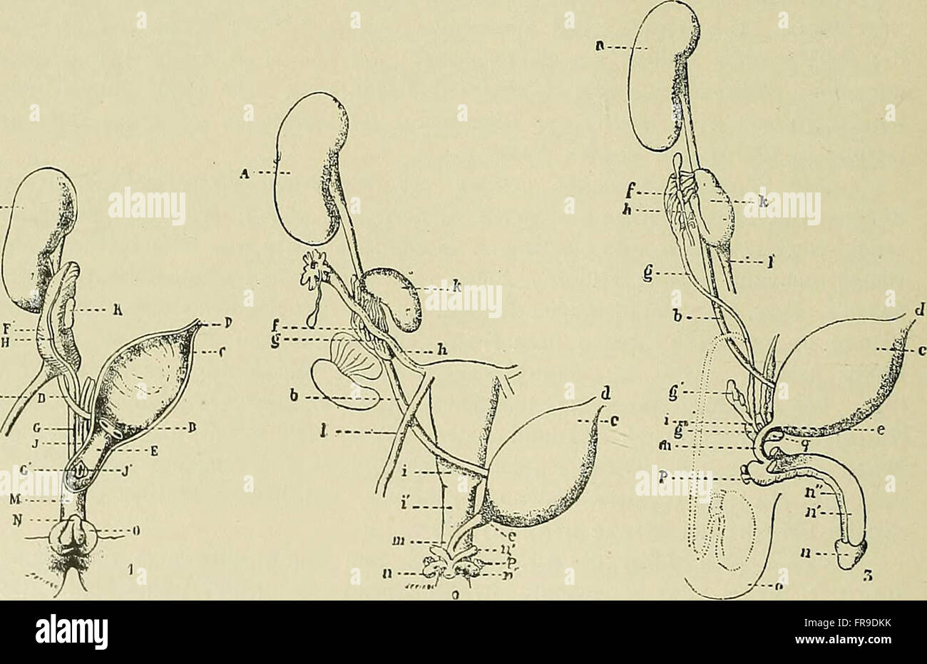 'Hermaphroditismus beim Menschen' (1908) examines human hermaphroditism ...
