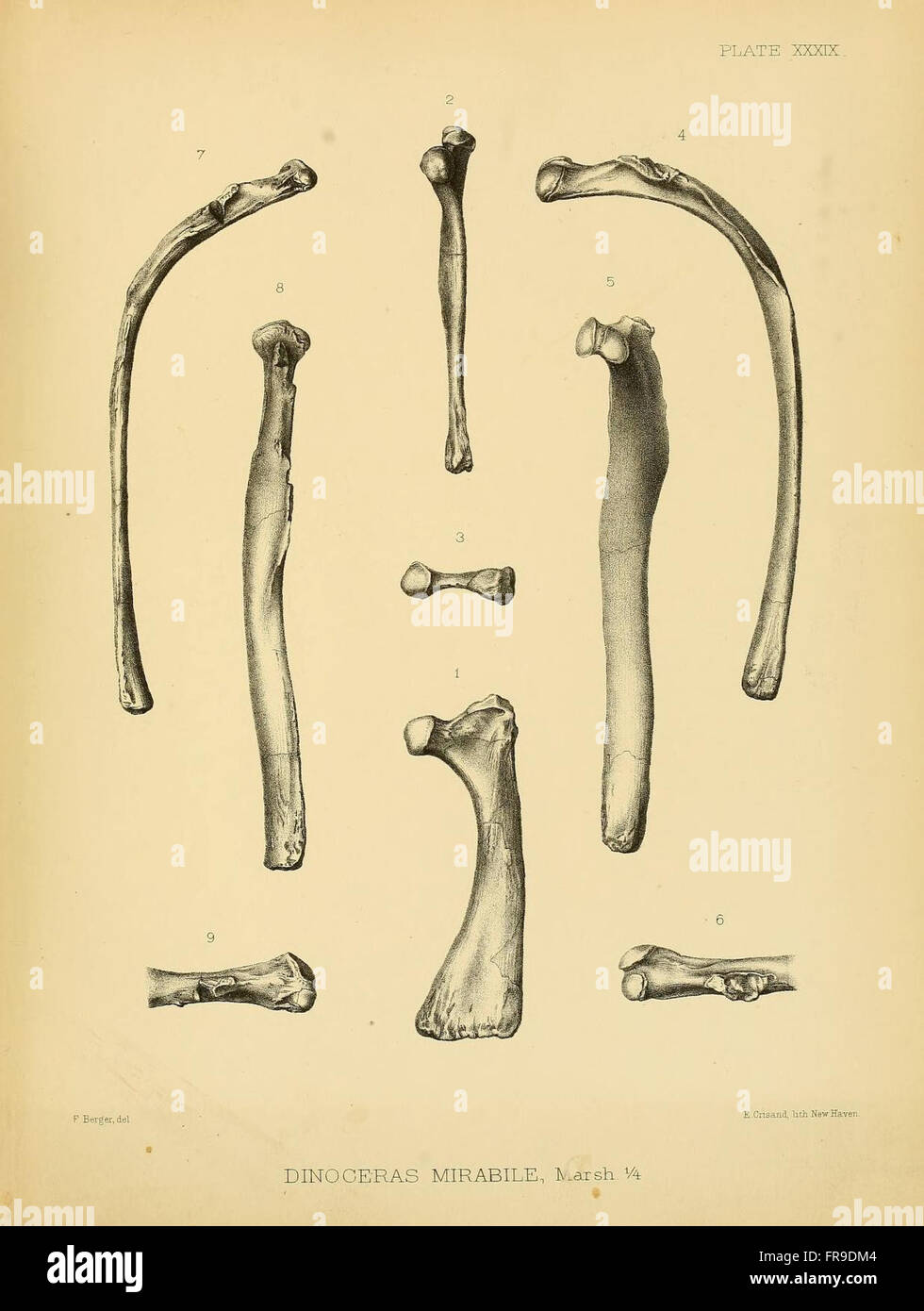 Dinocerata eocene mammals hi-res stock photography and images - Alamy