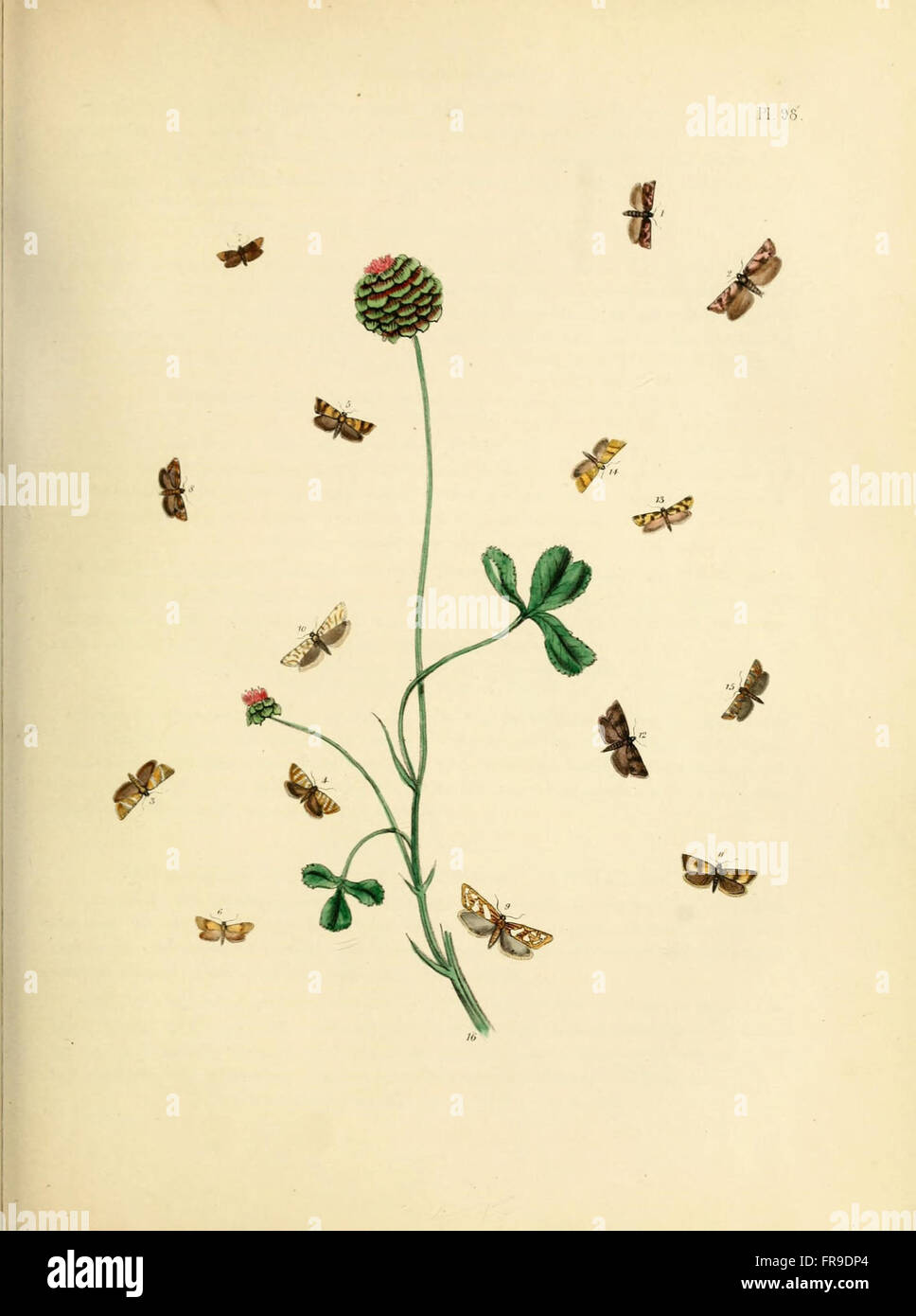 This plate depicts various British moths and their stages of ...