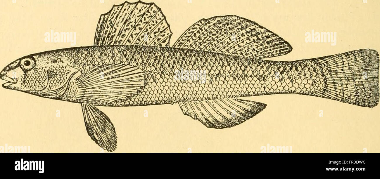 Goldfish Varieties and Tropical Aquarium Fishes (1917) provides ...