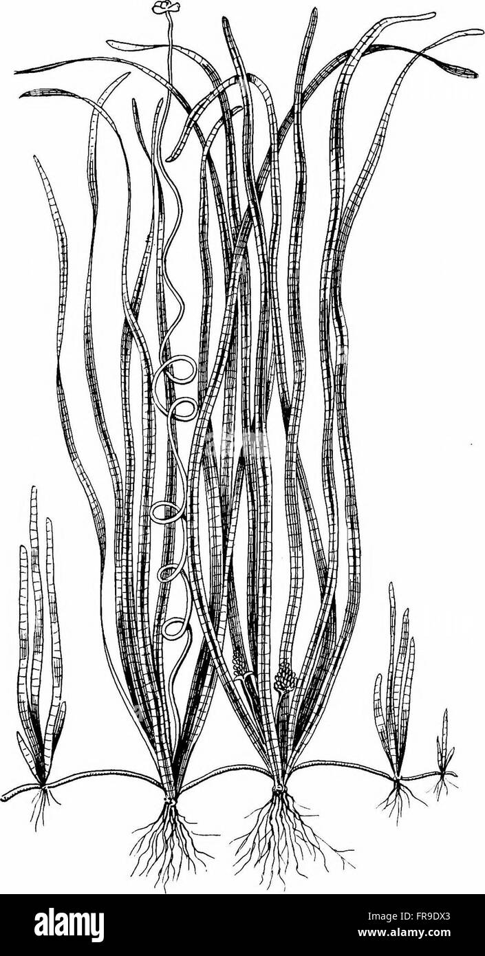 This 1917 guide covers the care, breeding, and classification of ...