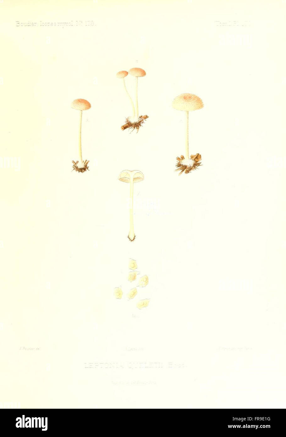 A detailed illustration from 'Icones mycologicæ,' showcasing various ...