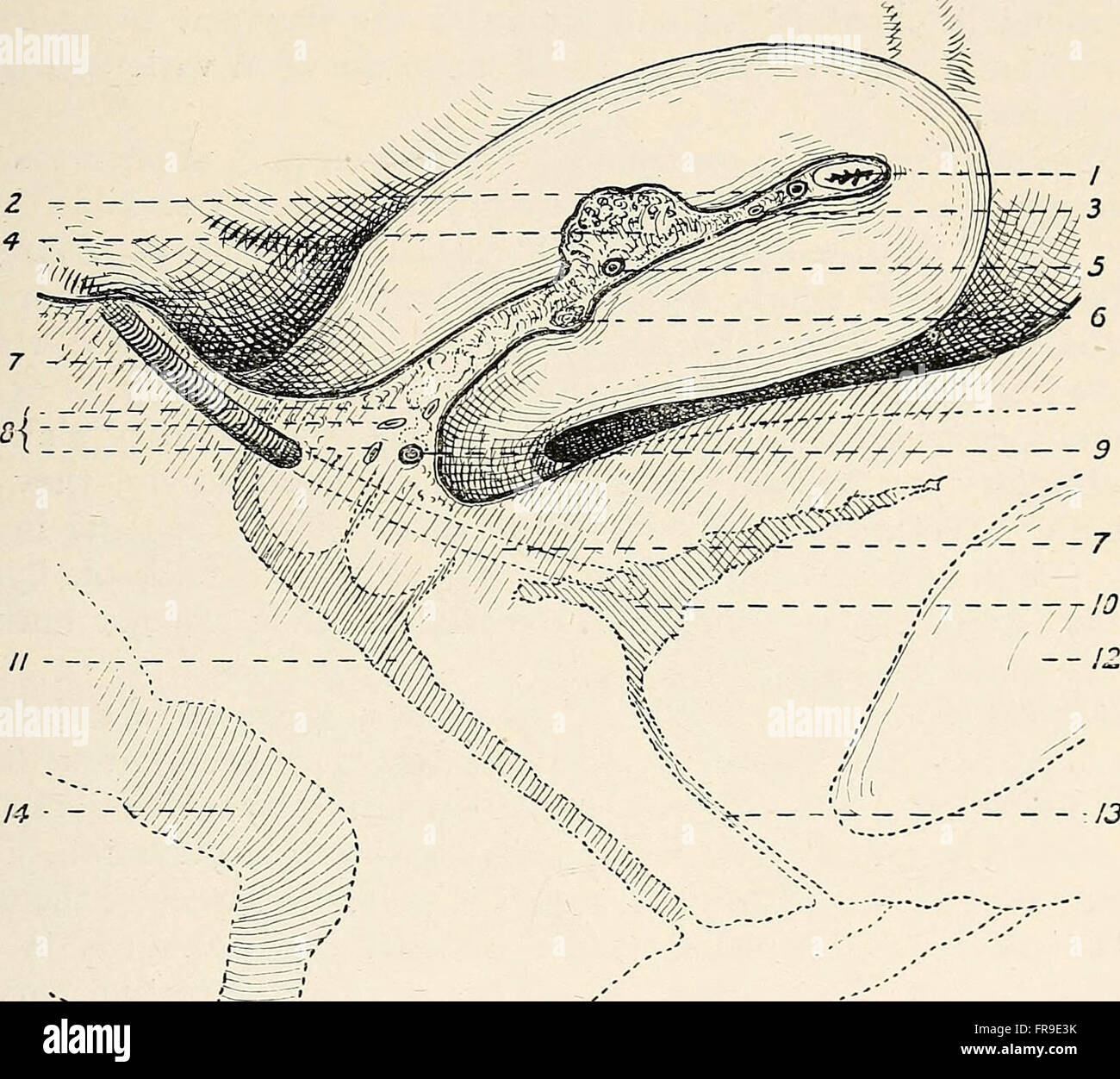 This 1916 book is a comprehensive guide to gynecology, aimed at both ...