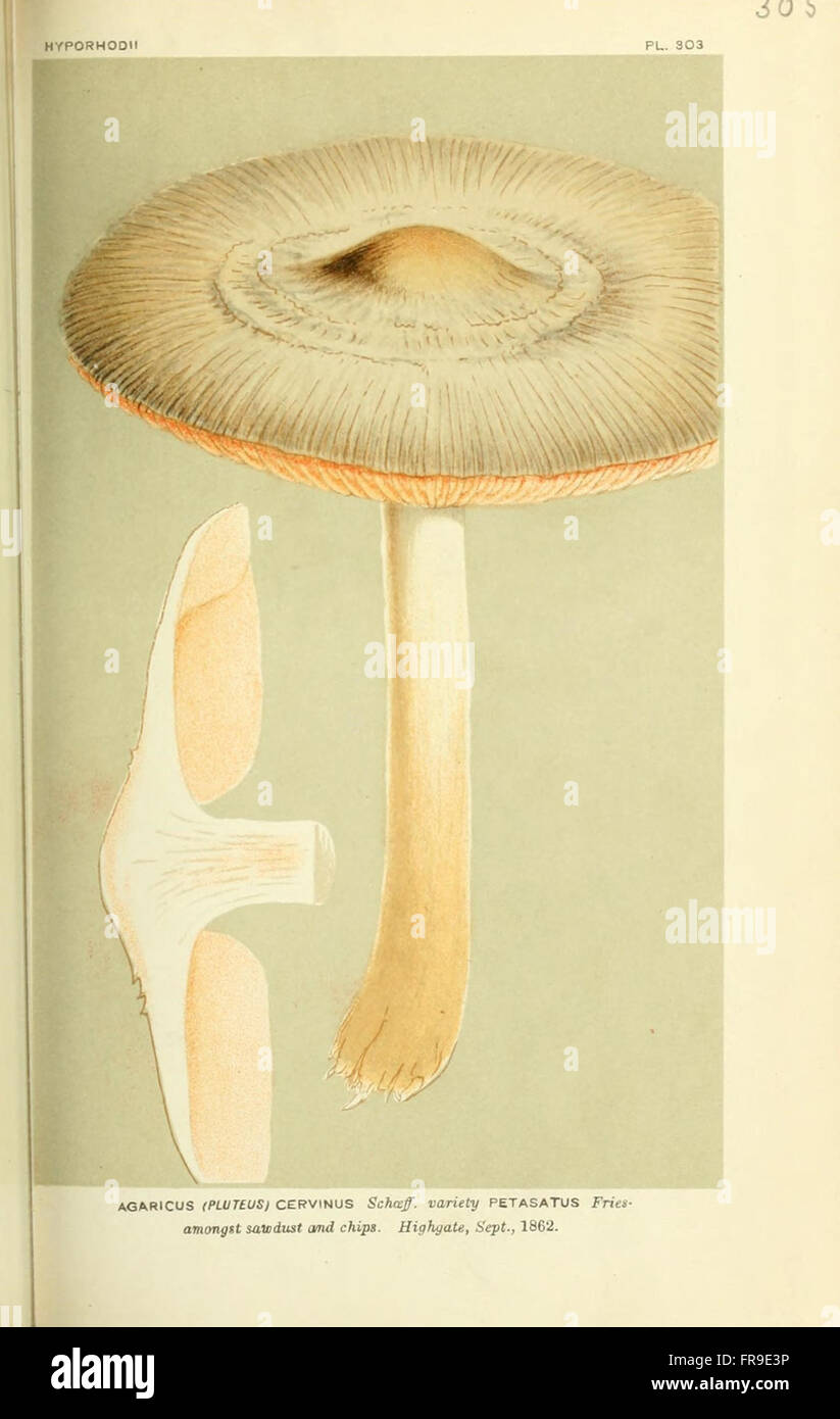 A visual guide to British fungi, focusing on the Hymenomycetes group ...