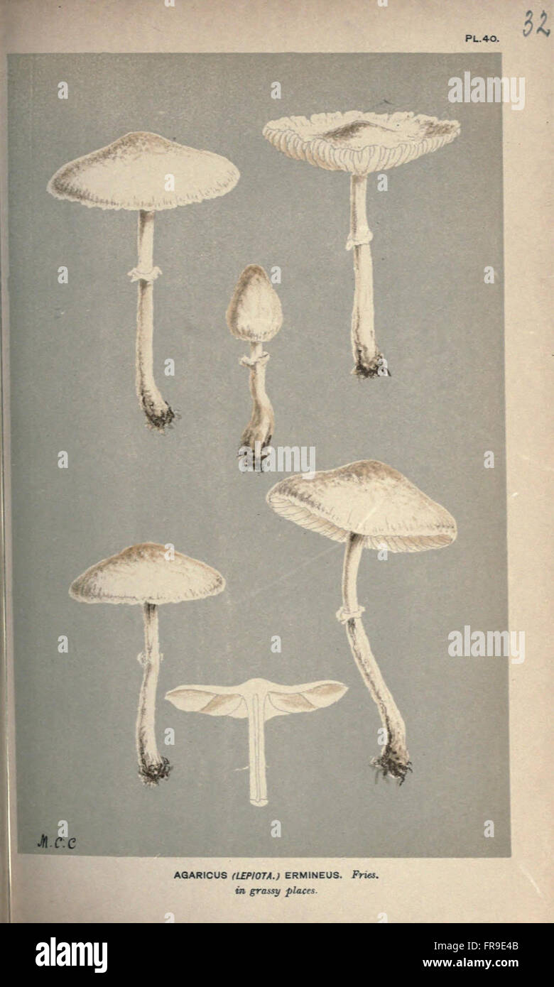This atlas provides detailed illustrations of British fungi ...