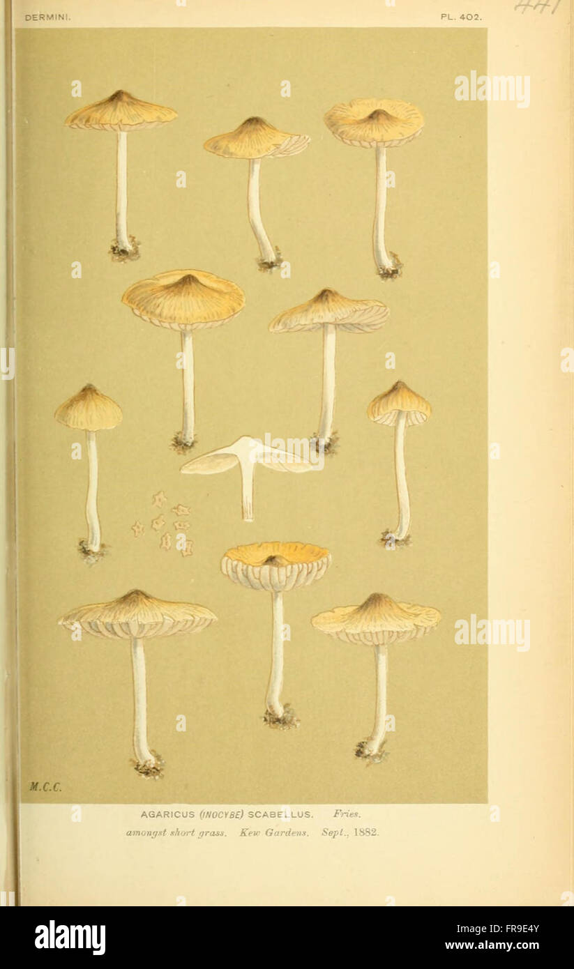 This plate from the Illustrations of British Fungi series depicts ...