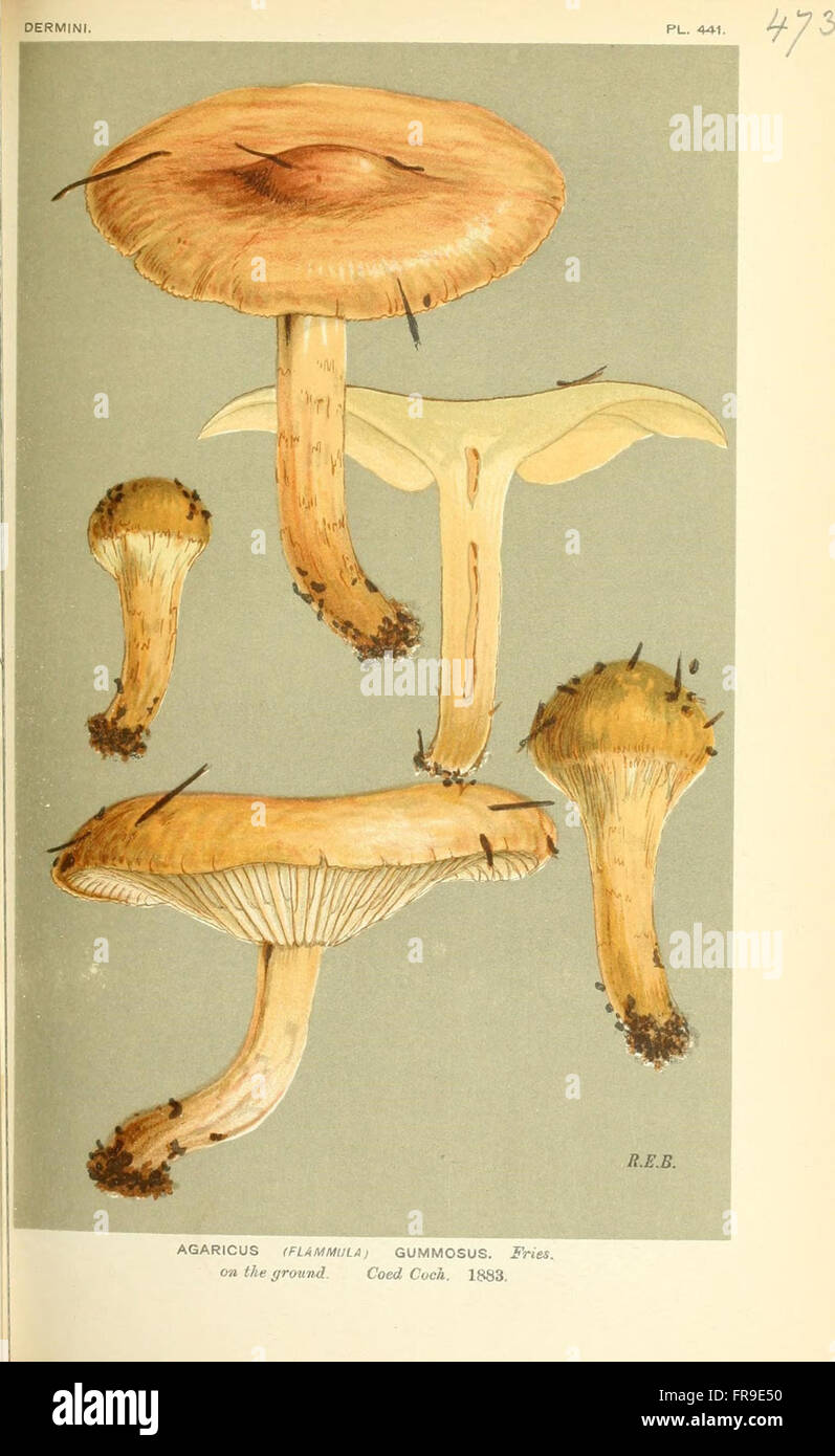 A visual guide of British fungi from the Hymenomycetes class, with ...