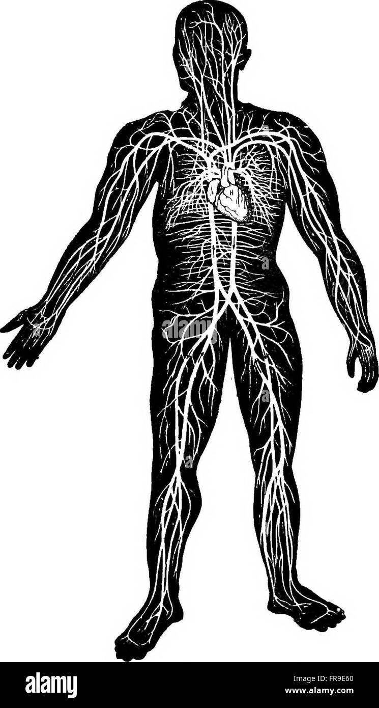 This 1907 book provides a detailed overview of human physiology ...
