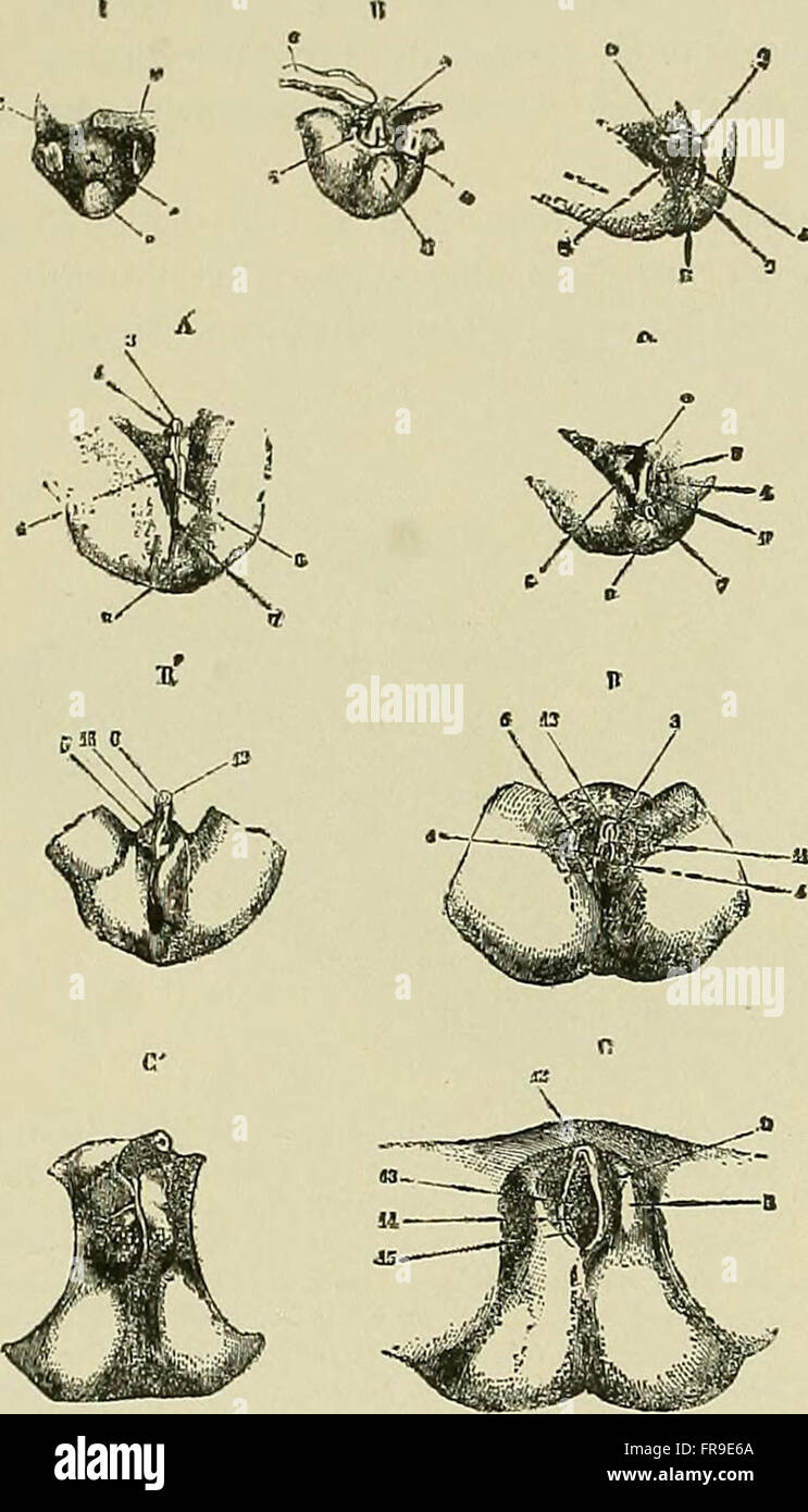 'Hermaphroditismus beim Menschen' (1908) examines human intersex ...