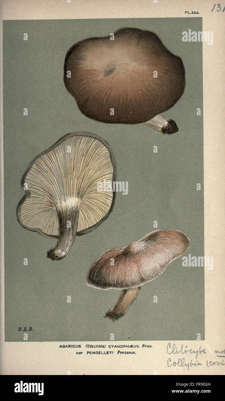 This publication provides detailed illustrations of British fungi ...
