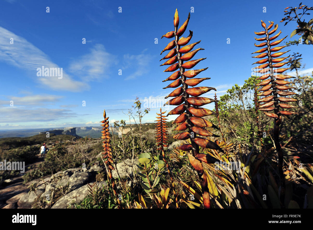 Rock vegetation plant hi-res stock photography and images - Alamy