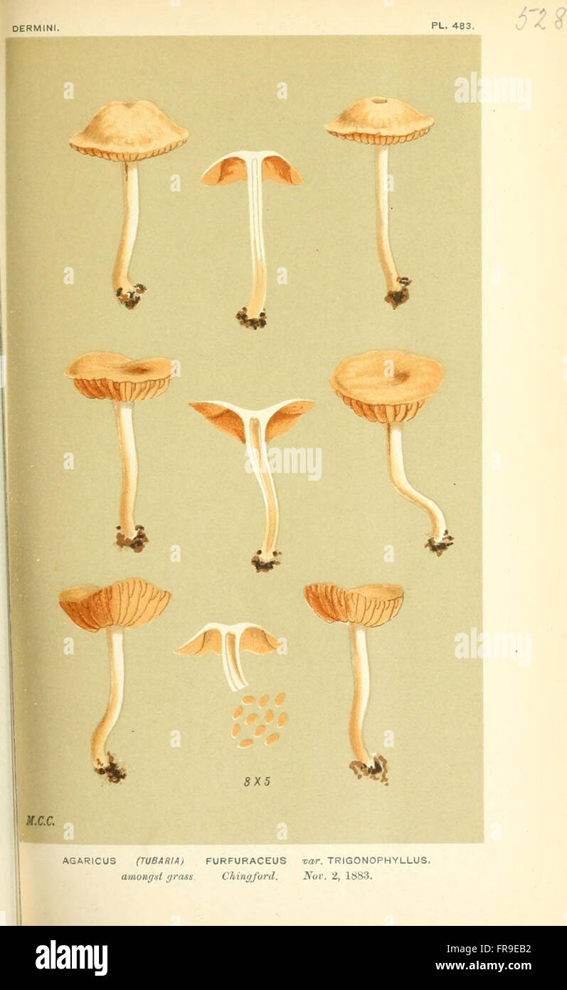 This work provides detailed illustrations of British fungi ...
