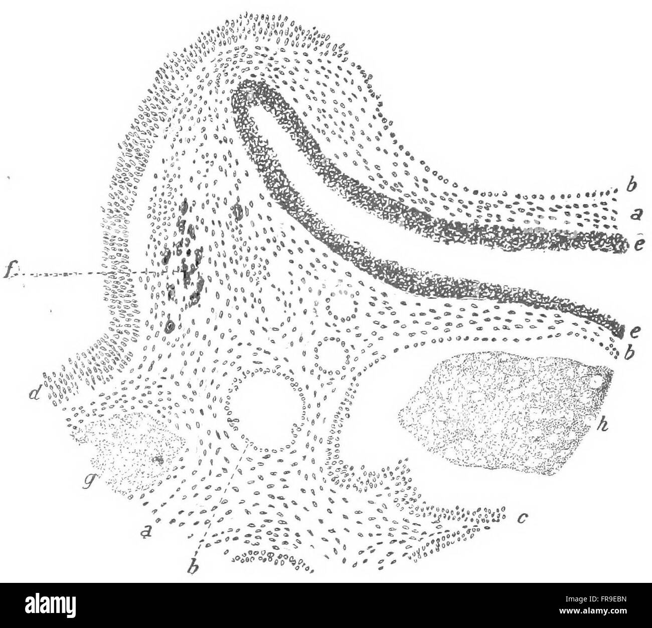 'General Pathology' (1921) presents a comprehensive study on the causes ...