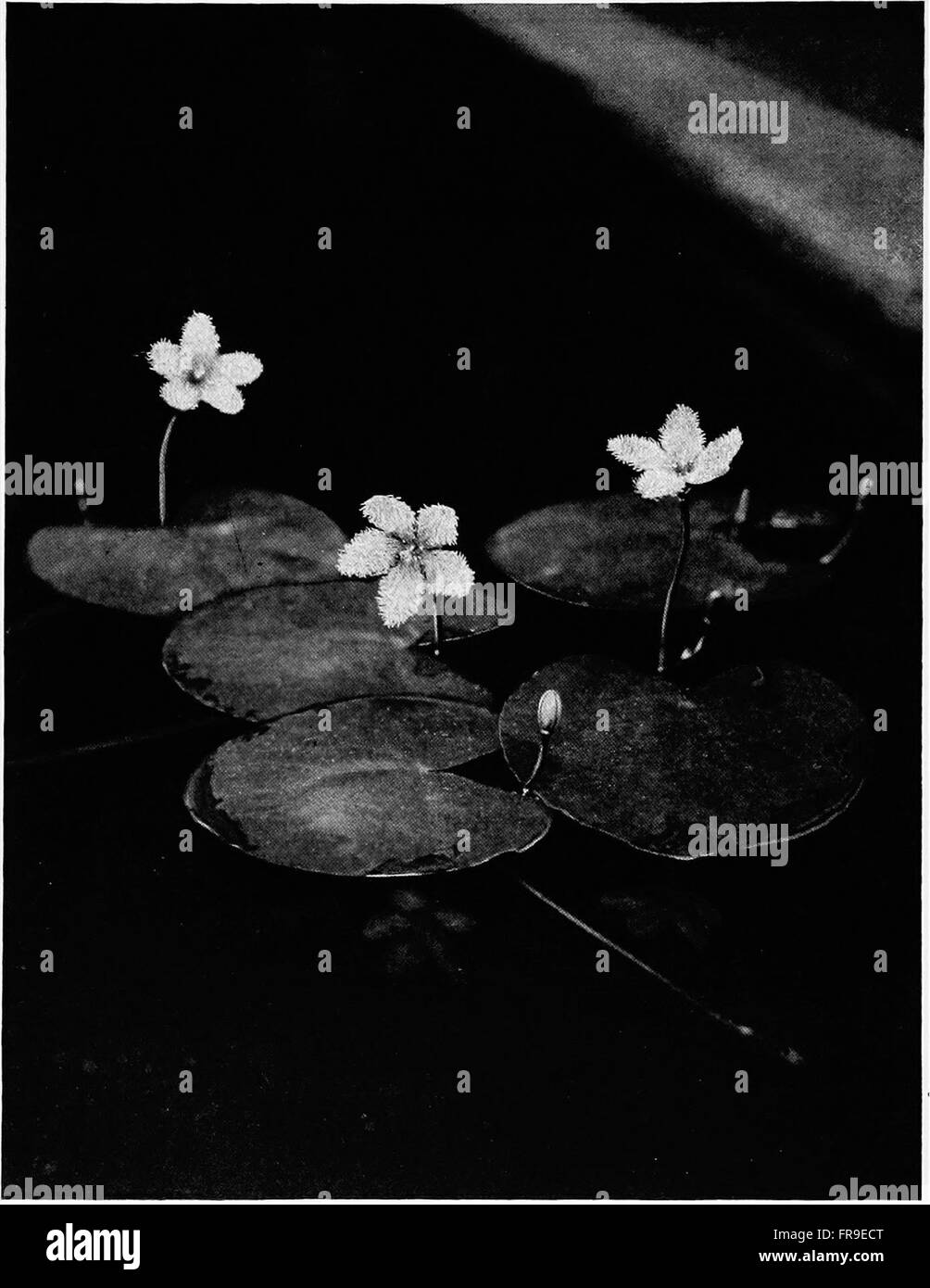 Goldfish varieties tropical aquarium Black and White Stock Photos & Images - Alamy