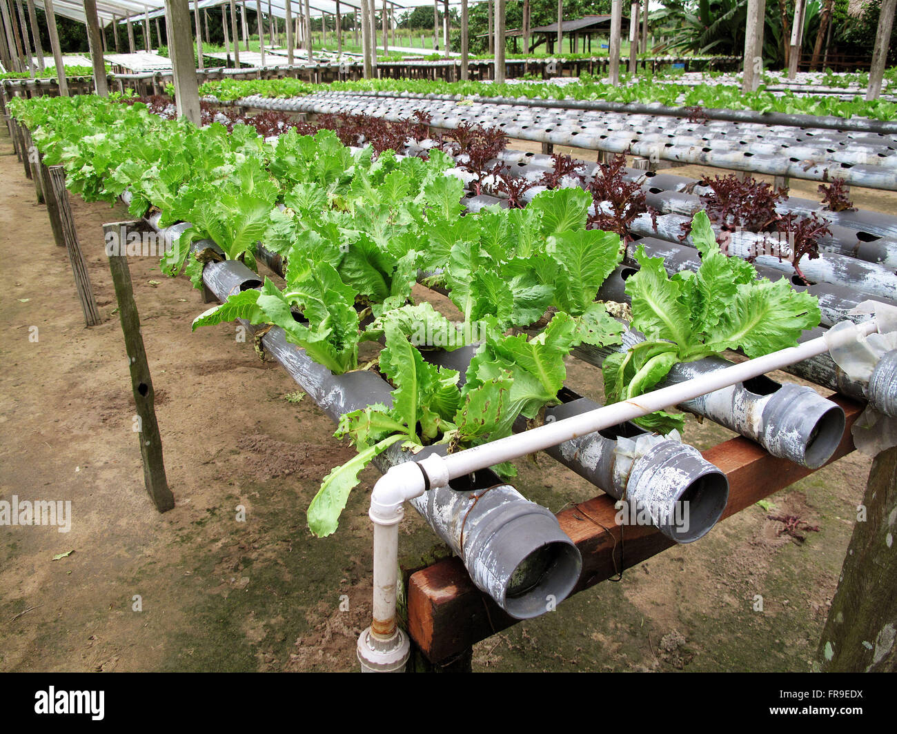 Hydroponic farming in the rural municipality of Castlebay Stock Photo ...