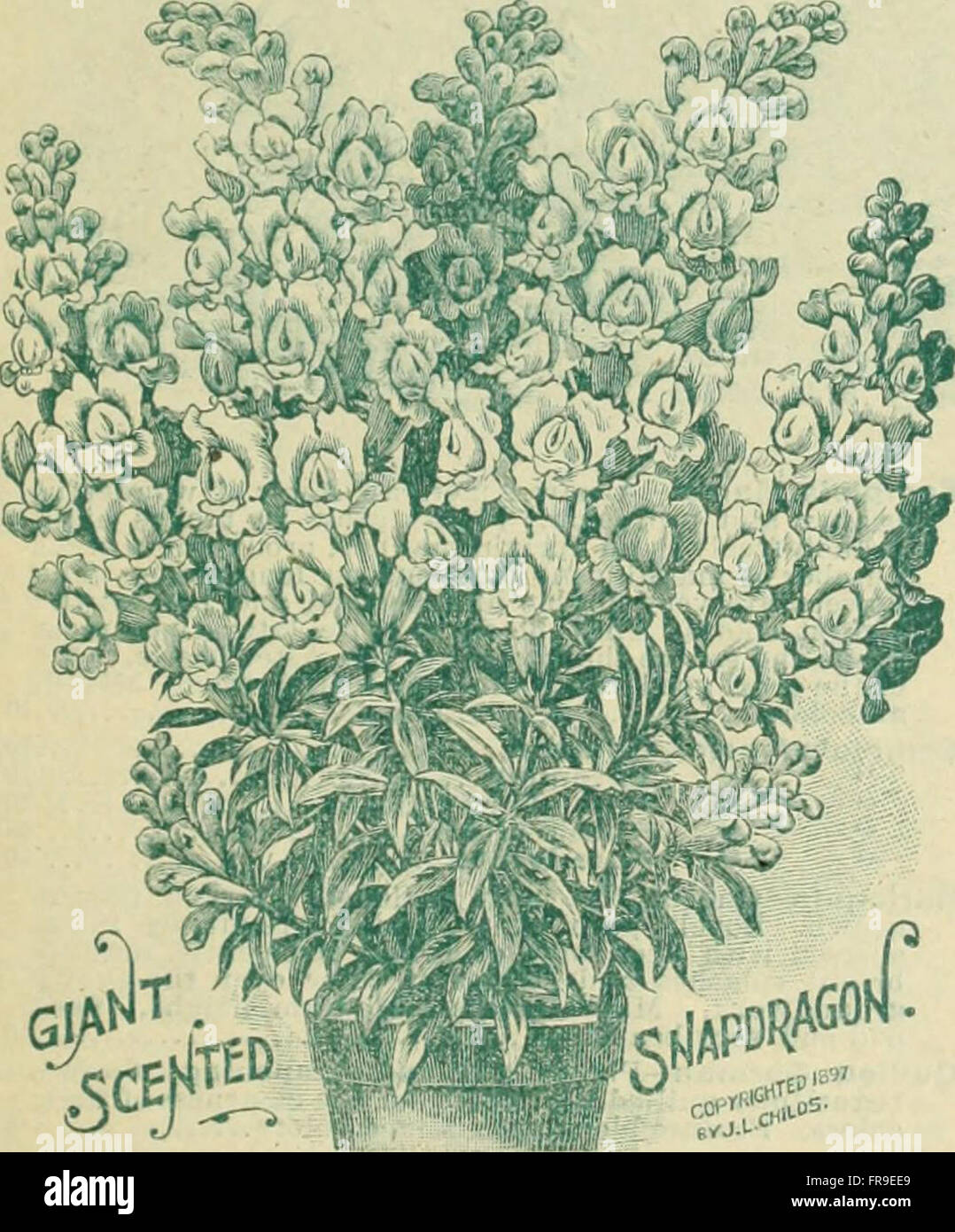 This 1900 catalog highlights a collection of rare and novel plant ...