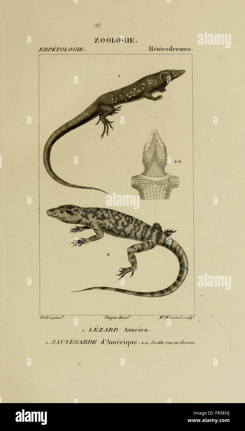 A French dictionary of natural sciences, focusing on herpetology. It ...