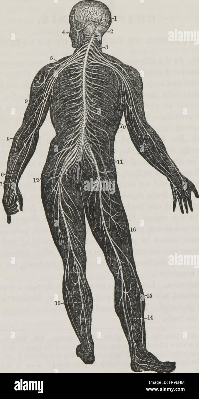 First book on anatomy, physiology, and hygiene - for grammar schools ...