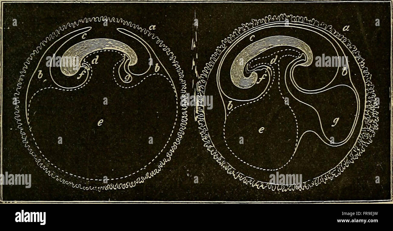 The 1892 Hand-book of Physiology provides a detailed examination of ...