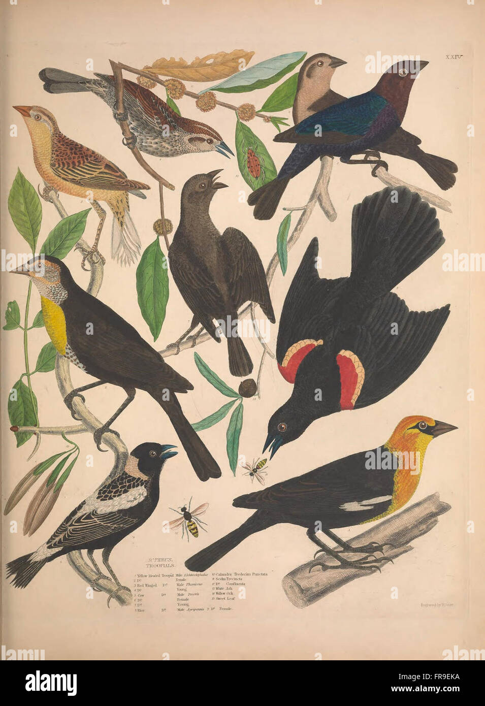 This plate showcases illustrations from Alexander Wilson and Charles ...