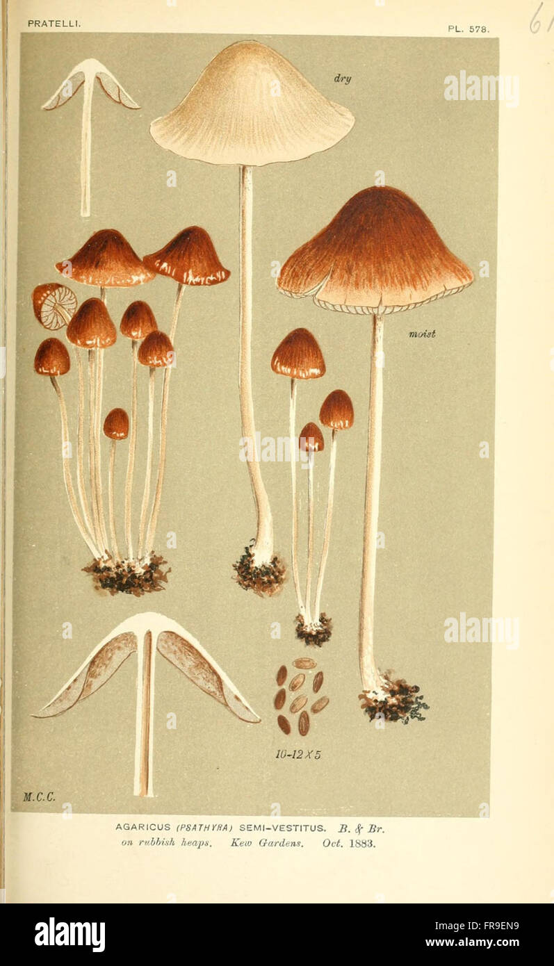 A detailed illustration from the 19th century showing British fungi ...