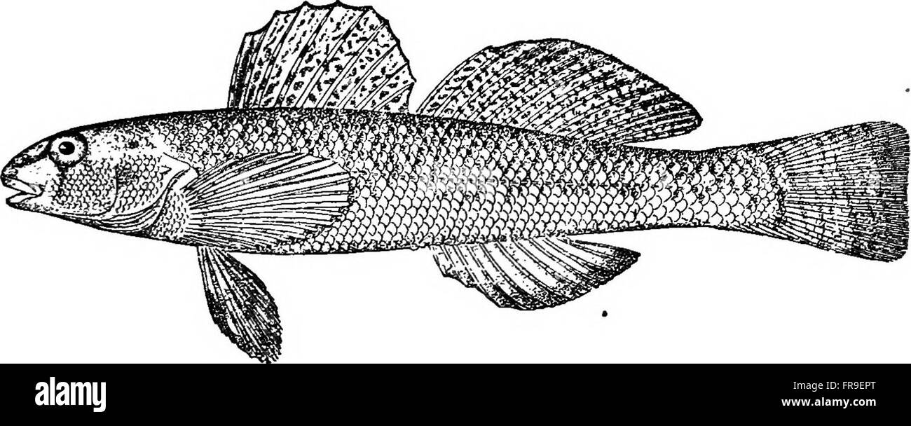 This 1908 guide offers detailed information on goldfish breeds and ...
