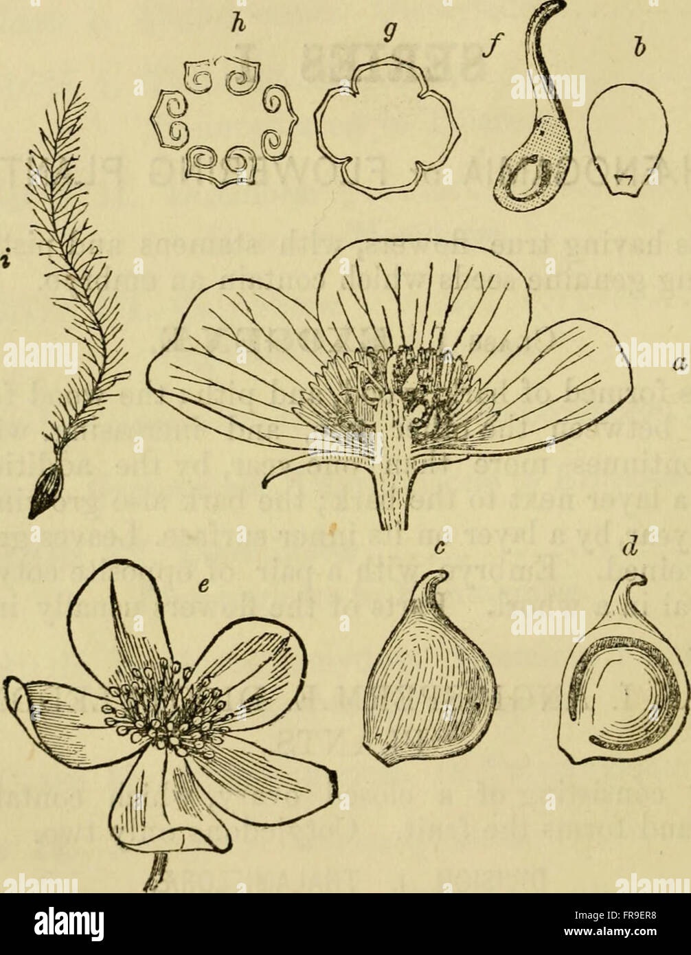 Flora of Syria, Palestine, and Sinai - from the Taurus to Ras Muhammas ...