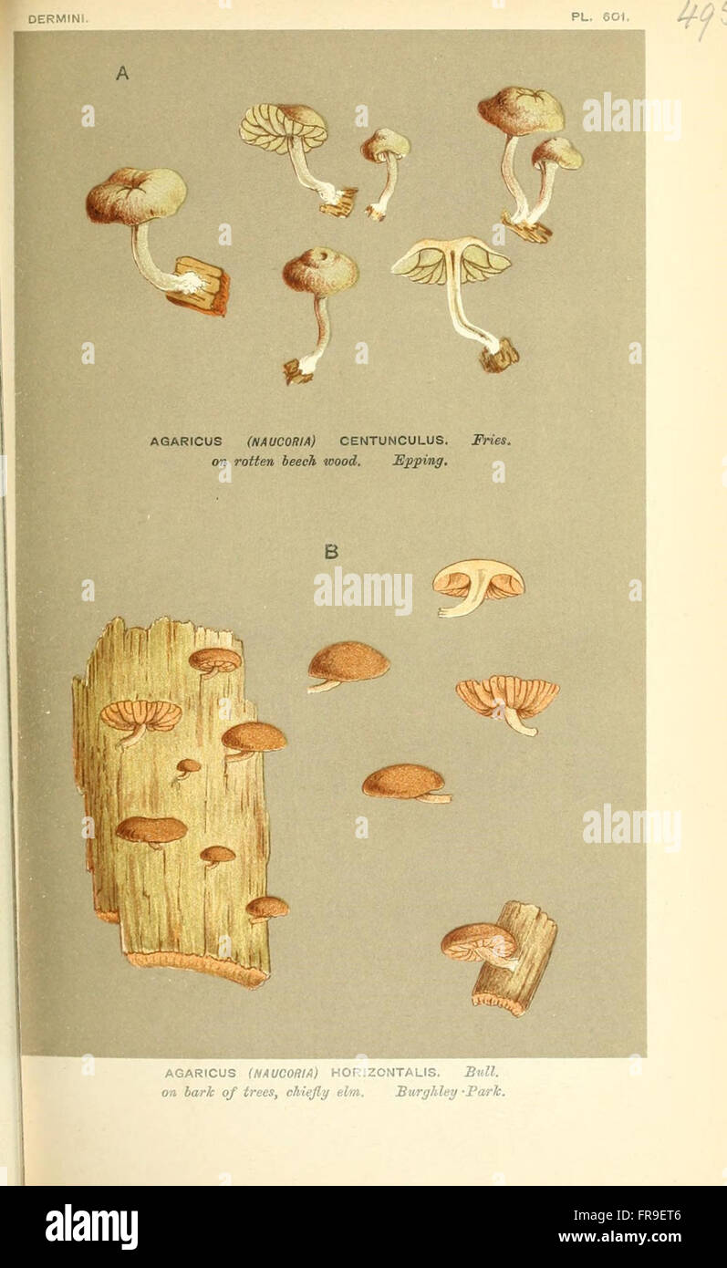 This plate features illustrations of British fungi, specifically the ...