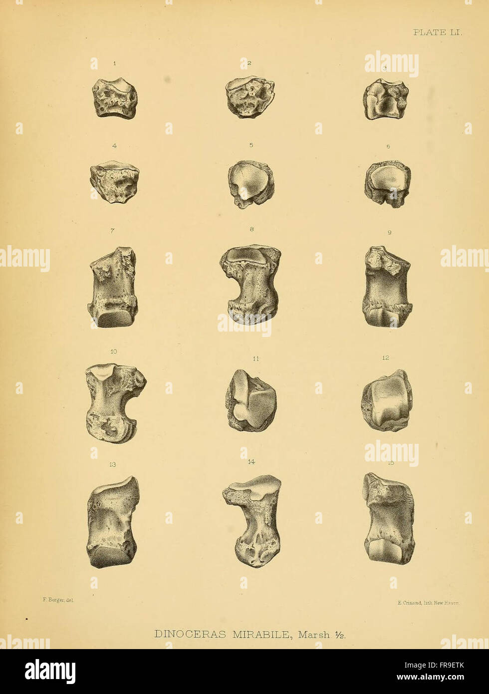 Dinocerata is an extinct order of mammals from the Eocene epoch. This ...