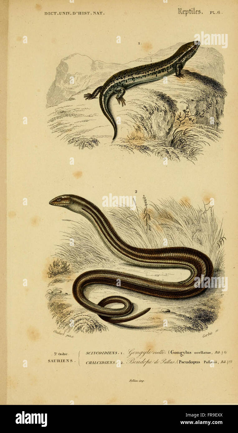 This plate illustrates and describes various reptile species from the ...