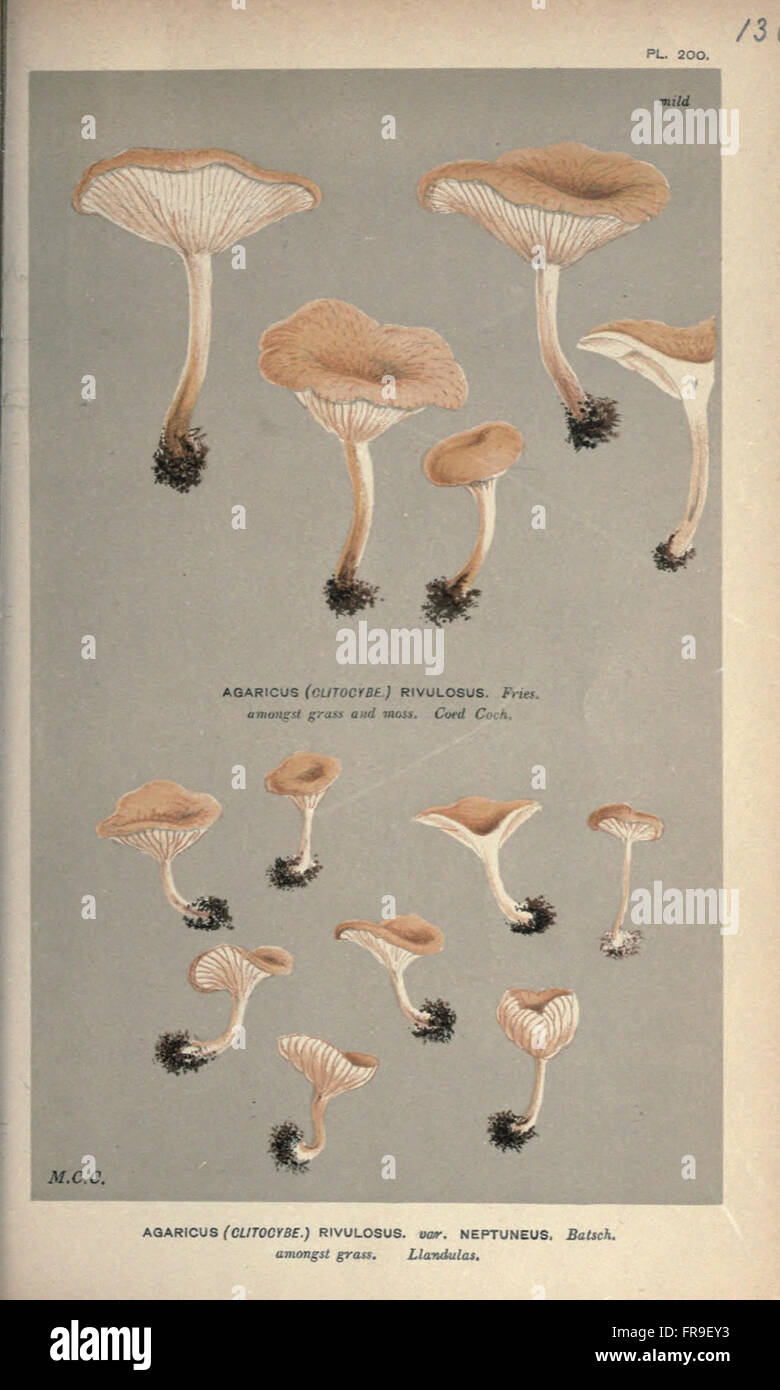 This atlas, featuring illustrations of British Hymenomycetes fungi ...