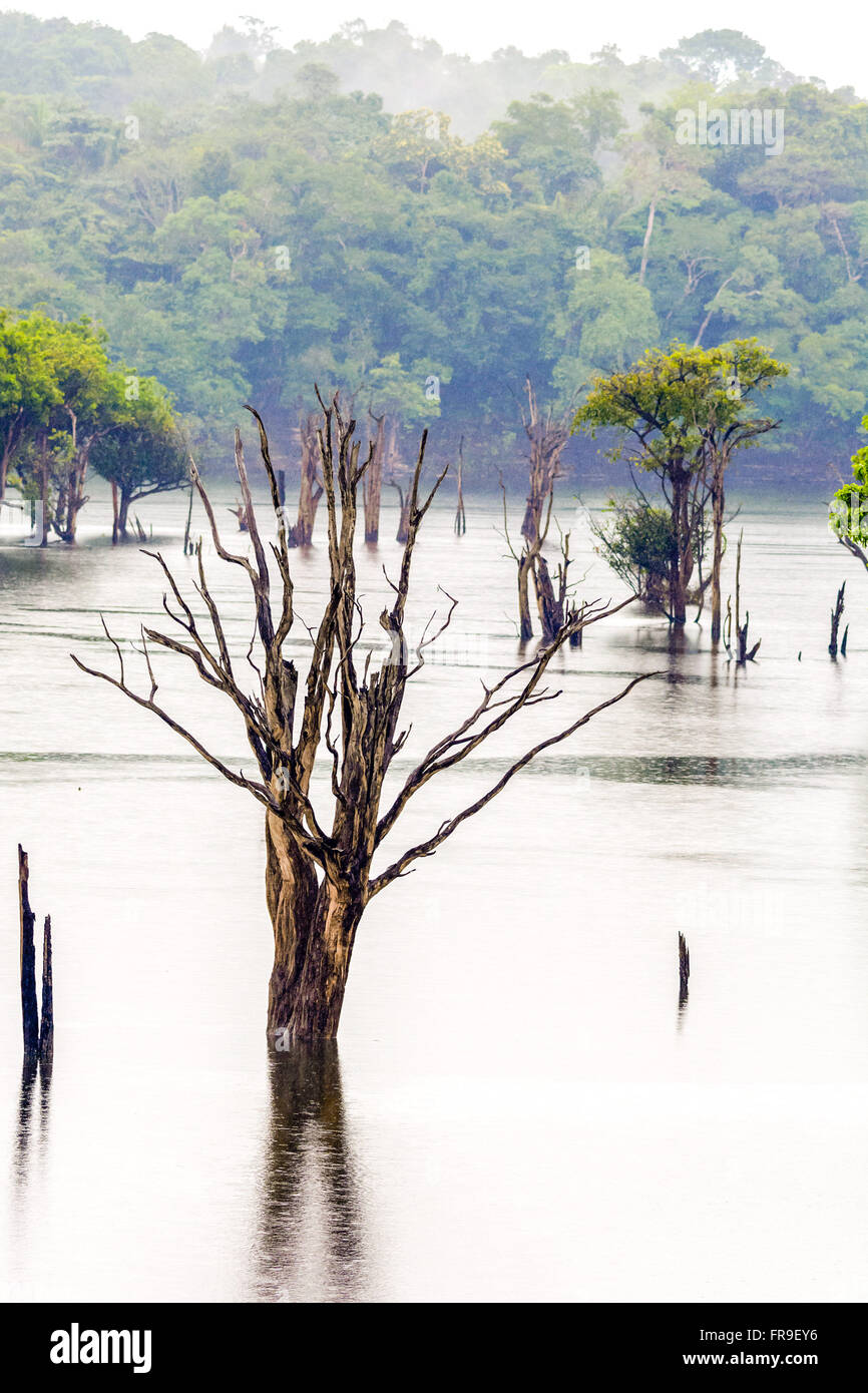 Flooded forest permanently flooded during rain in the region Cuieiras ...