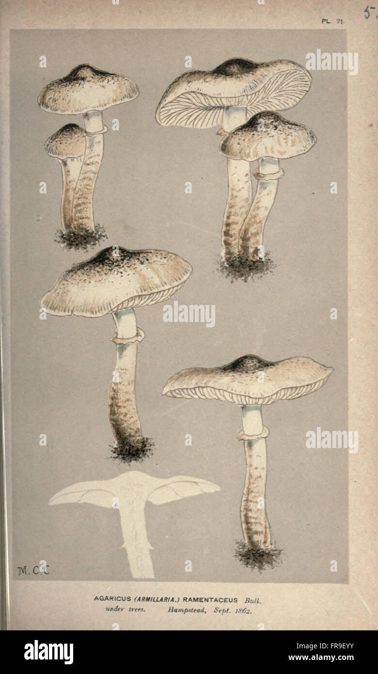 'Illustrations of British Fungi' (Pl. 53) is a visual guide showcasing ...
