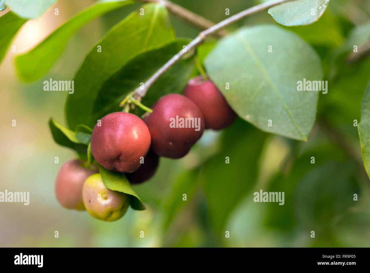 Detail of acerolas Stock Photo - Alamy