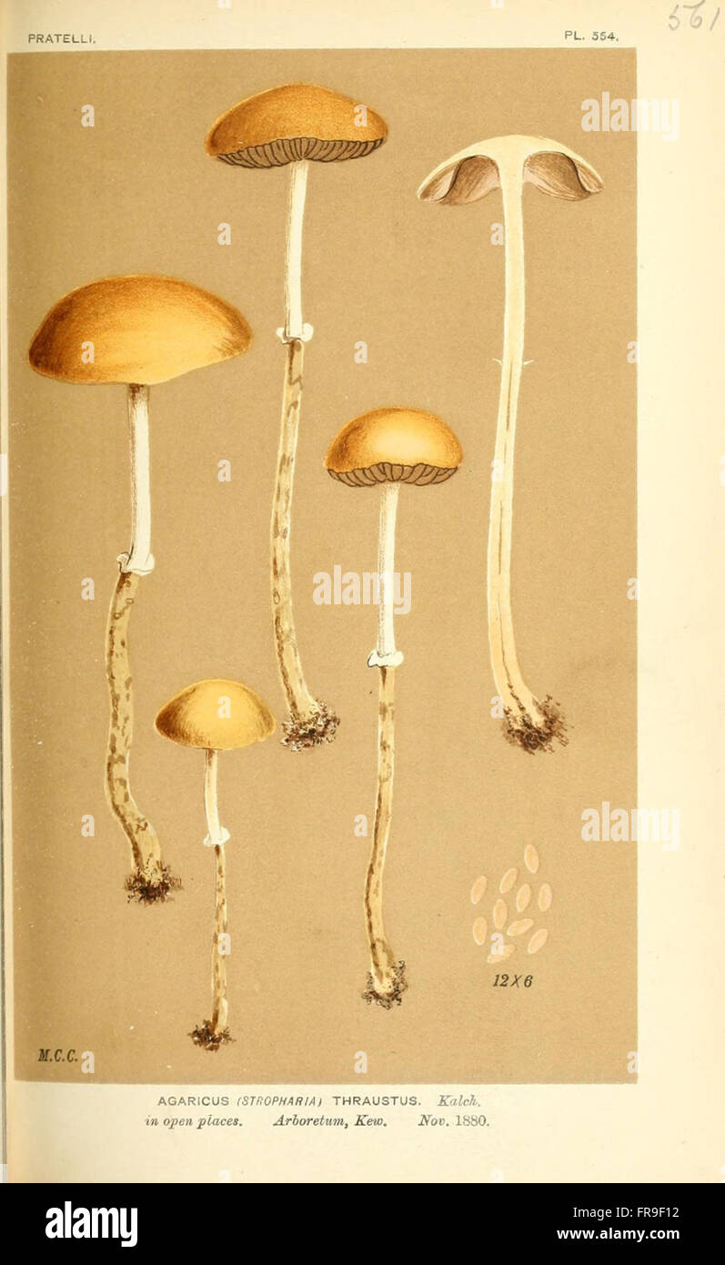 This work provides detailed illustrations of Hymenomycetes, a class of ...