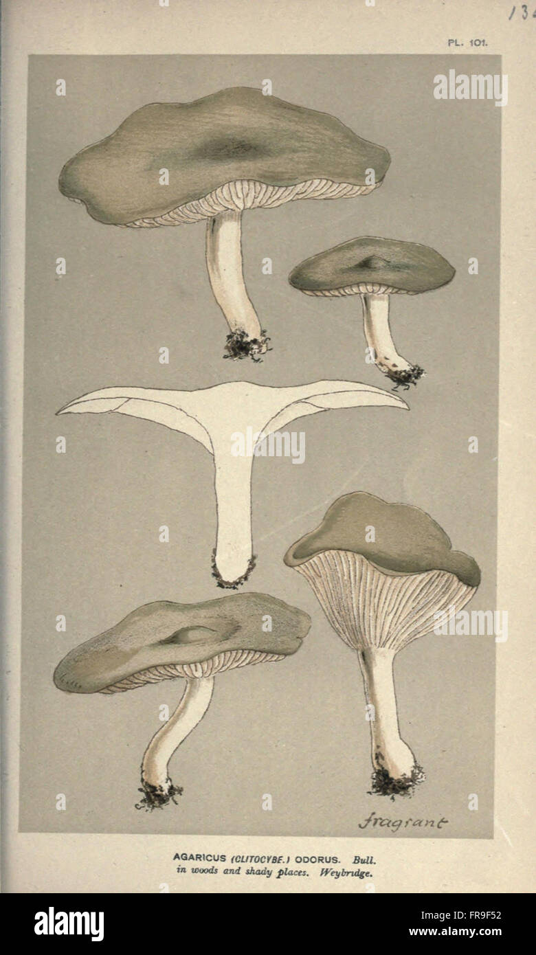 This atlas illustrates British fungi, specifically focusing on ...