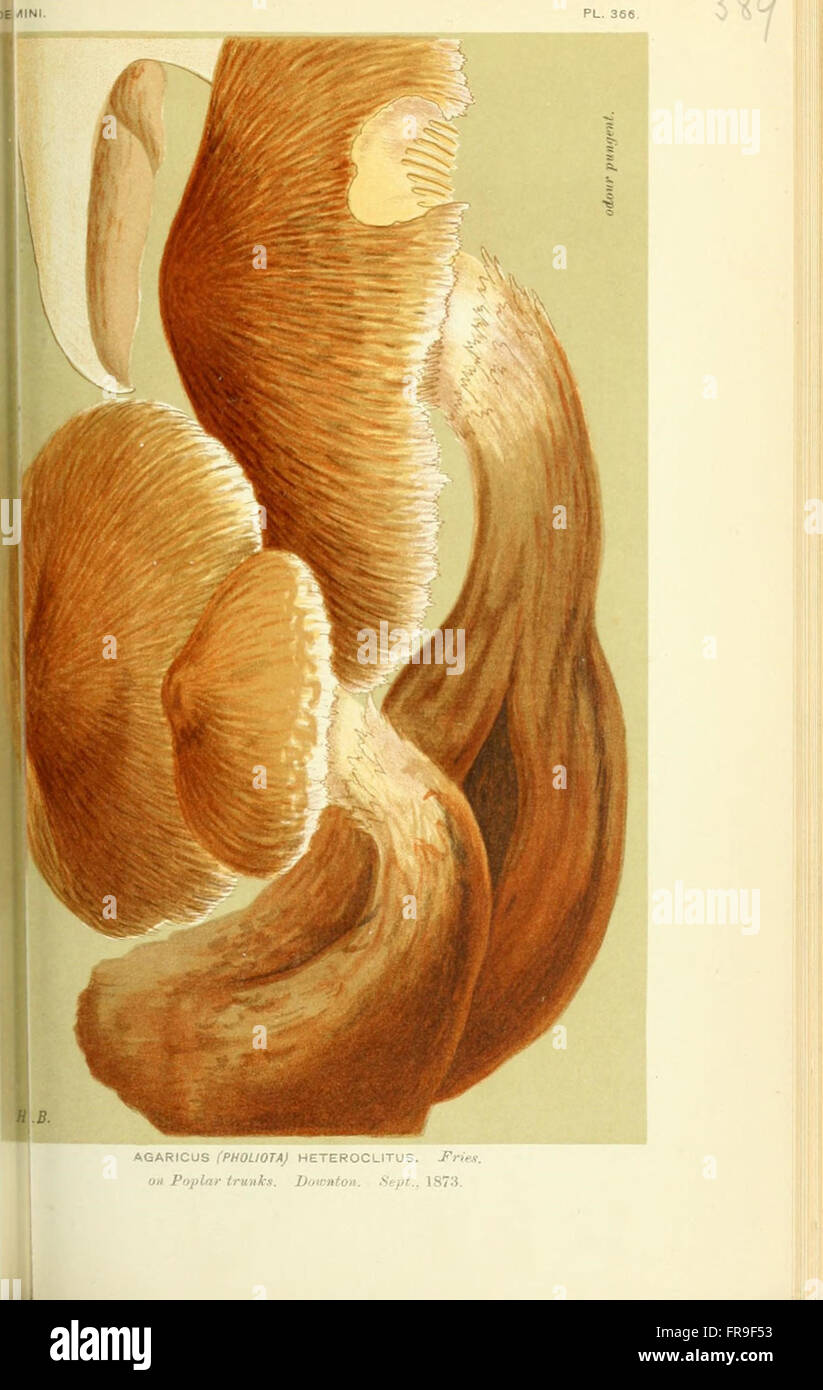 Illustrations of British Fungi (Hymenomycetes), to serve as an atlas to ...