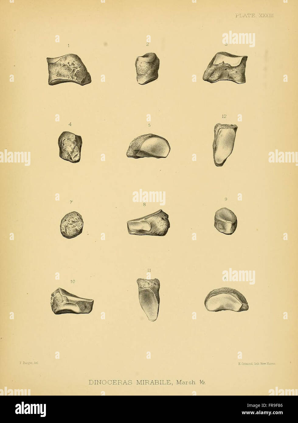 Plate XXXIII of 'Dinocerata' showcases detailed illustrations of ...