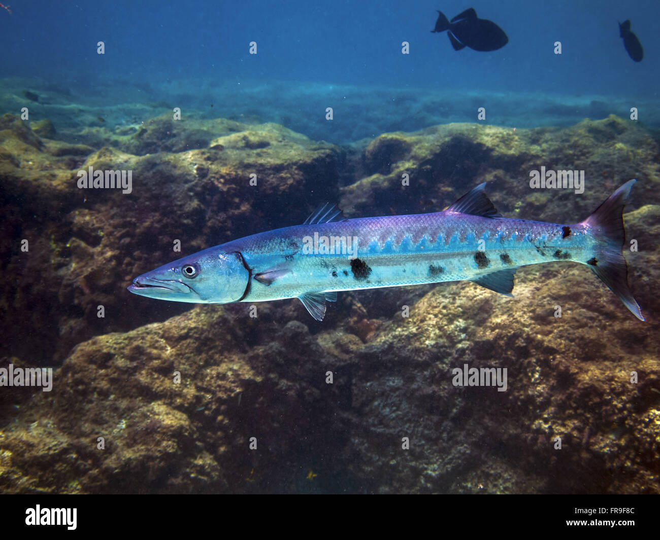 Grande barracuda barracuda hi-res stock photography and images - Alamy