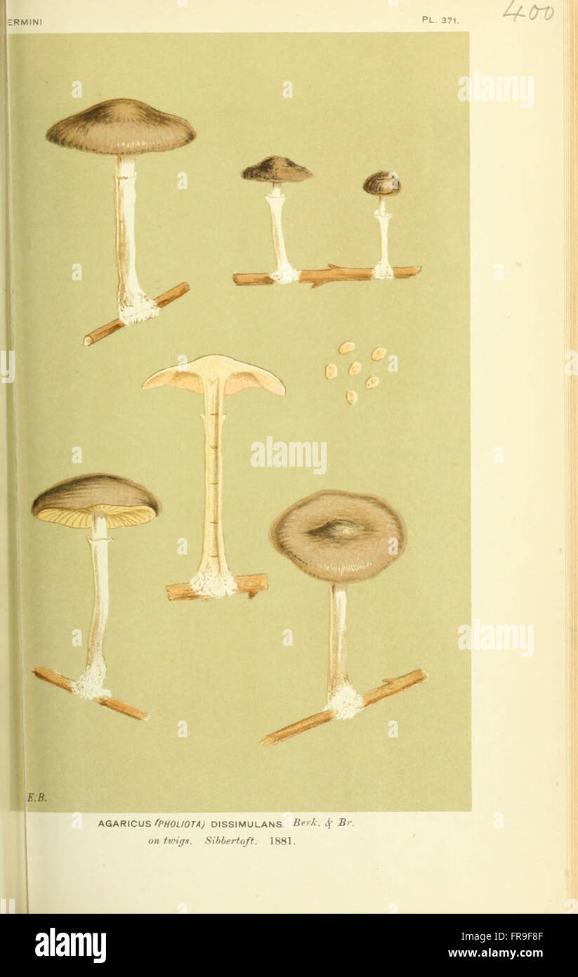 This atlas offers detailed illustrations of British fungi, specifically ...