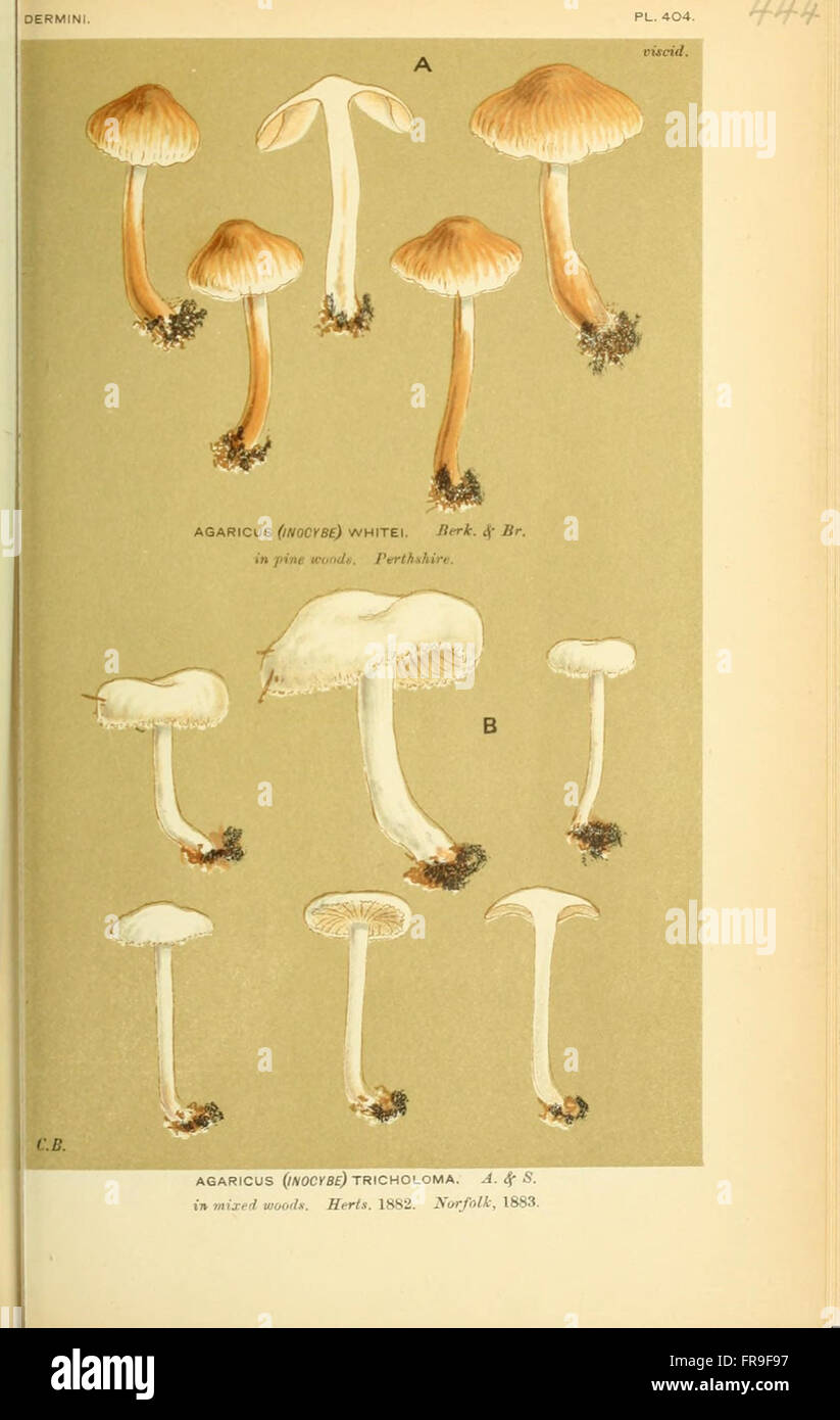 An illustrated guide to British fungi, focusing on Hymenomycetes, with ...