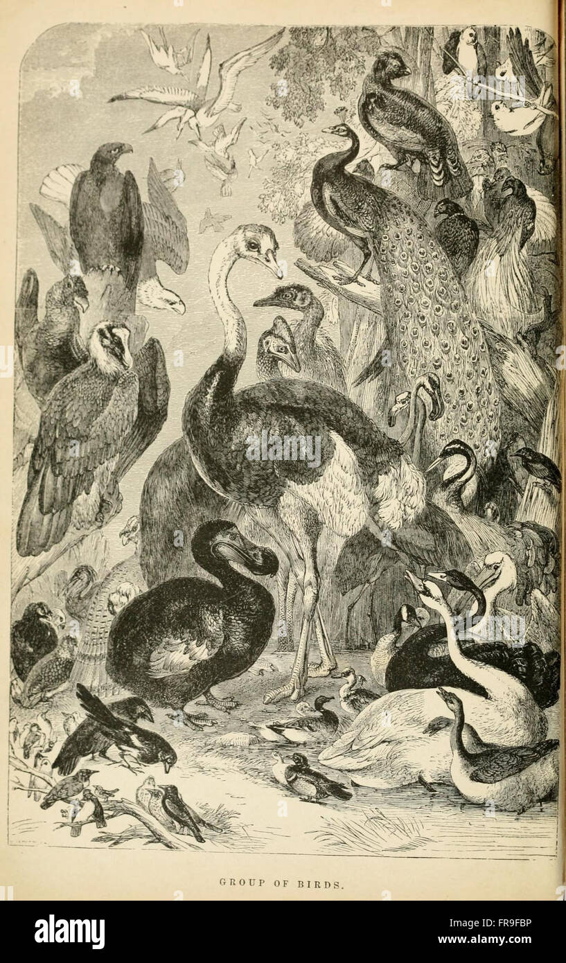 Illustrated natural history of the animal kingdom, being a systematic ...