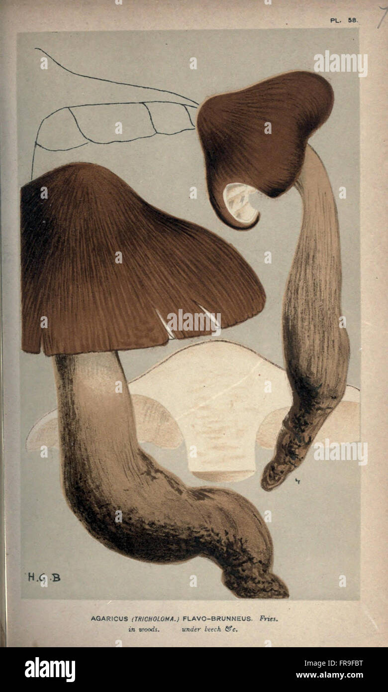An illustration plate from the atlas on British Fungi, specifically ...