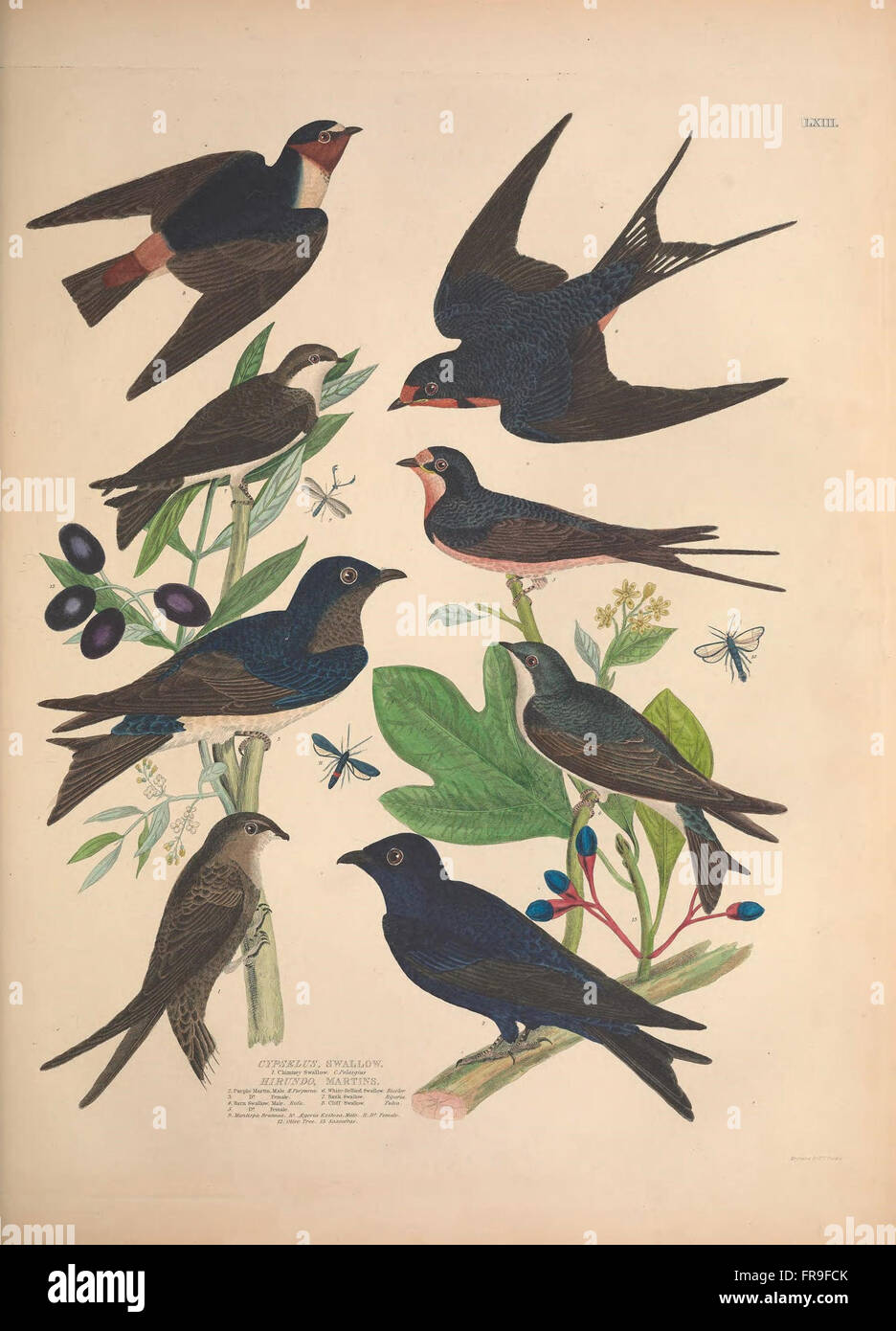 This plate features illustrations from the works of Alexander Wilson ...