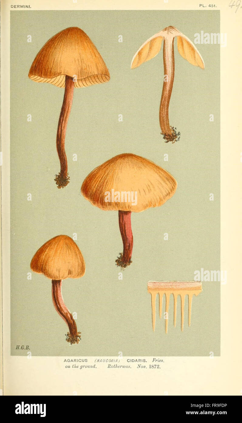 This atlas presents detailed illustrations of British fungi, focusing ...