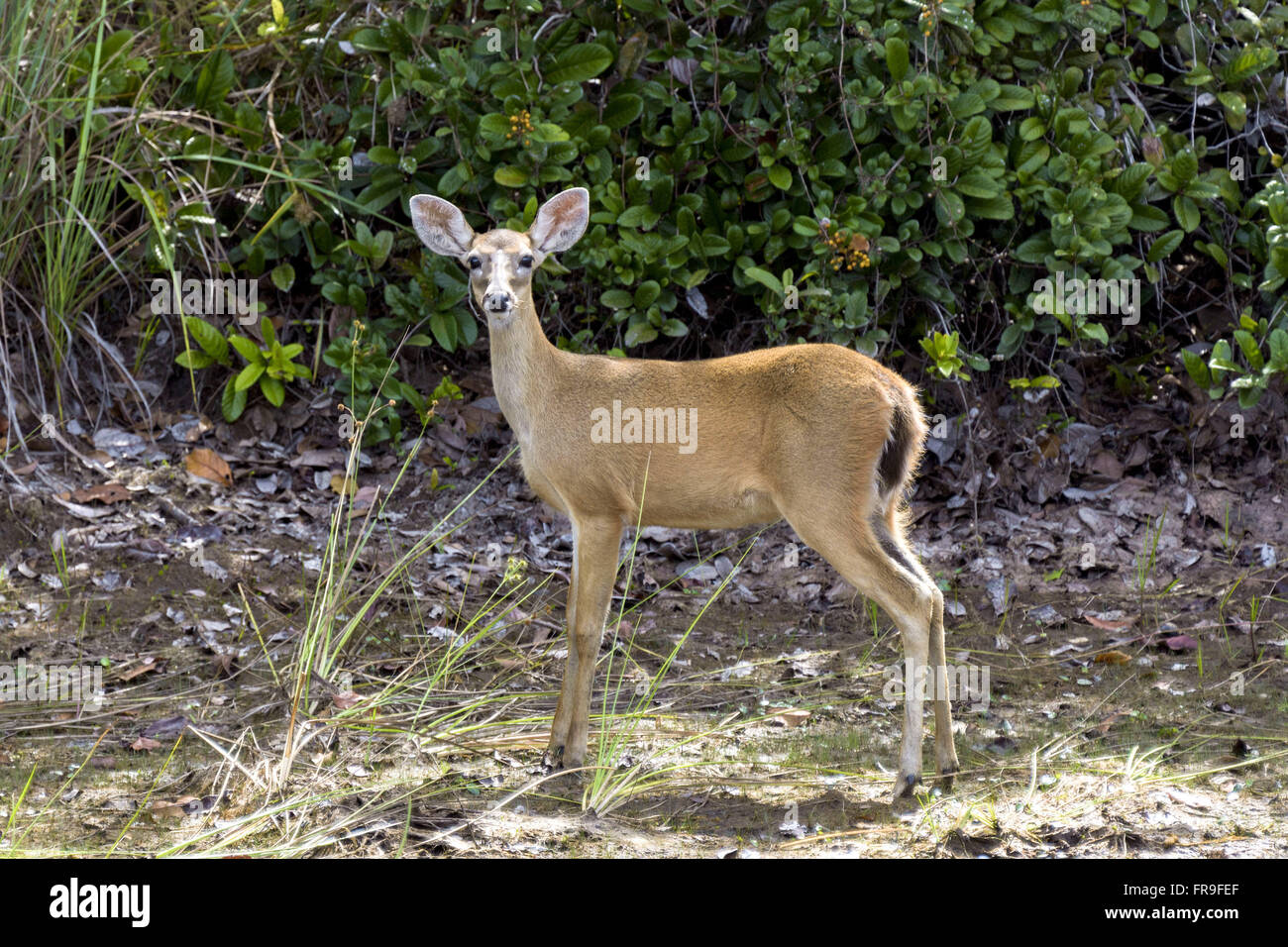 Brocket deer hi-res stock photography and images - Alamy
